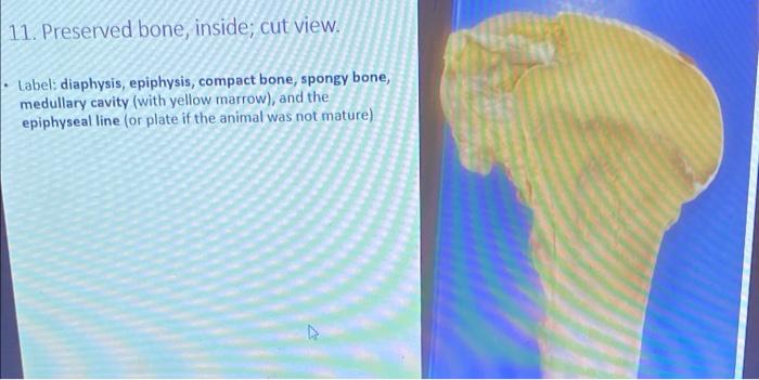 Solved 9. Preserved bone, outside surface; label the | Chegg.com