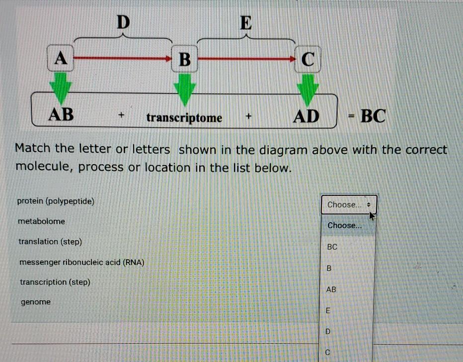 Solved D E A B С AB + transcriptome + AD = BC Match the | Chegg.com