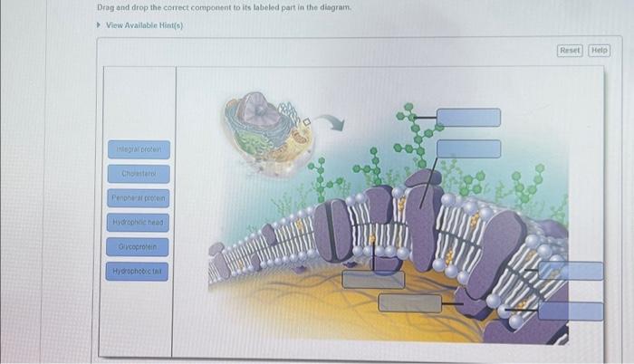 Solved Drag and drop the correct component to its labeled | Chegg.com