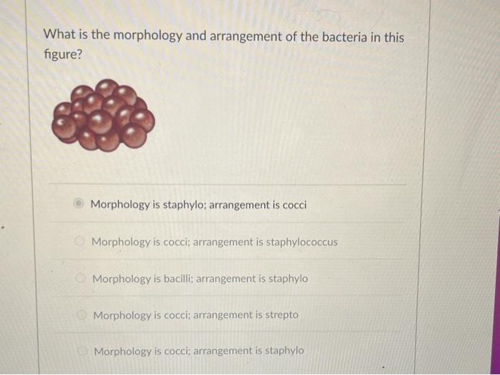 Solved What is the morphology and arrangement of the | Chegg.com