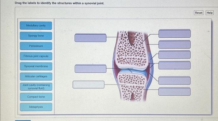 Solved Drag the labels to identify the structures within a | Chegg.com