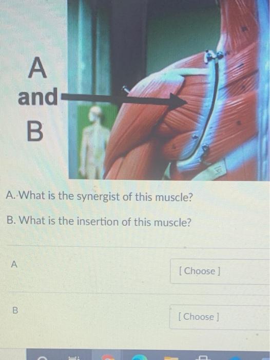 Solved A and: B. A. What is the synergist of this muscle? B. | Chegg.com