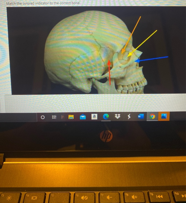Solved Match the colored indicator to the correct bone. ORI | Chegg.com