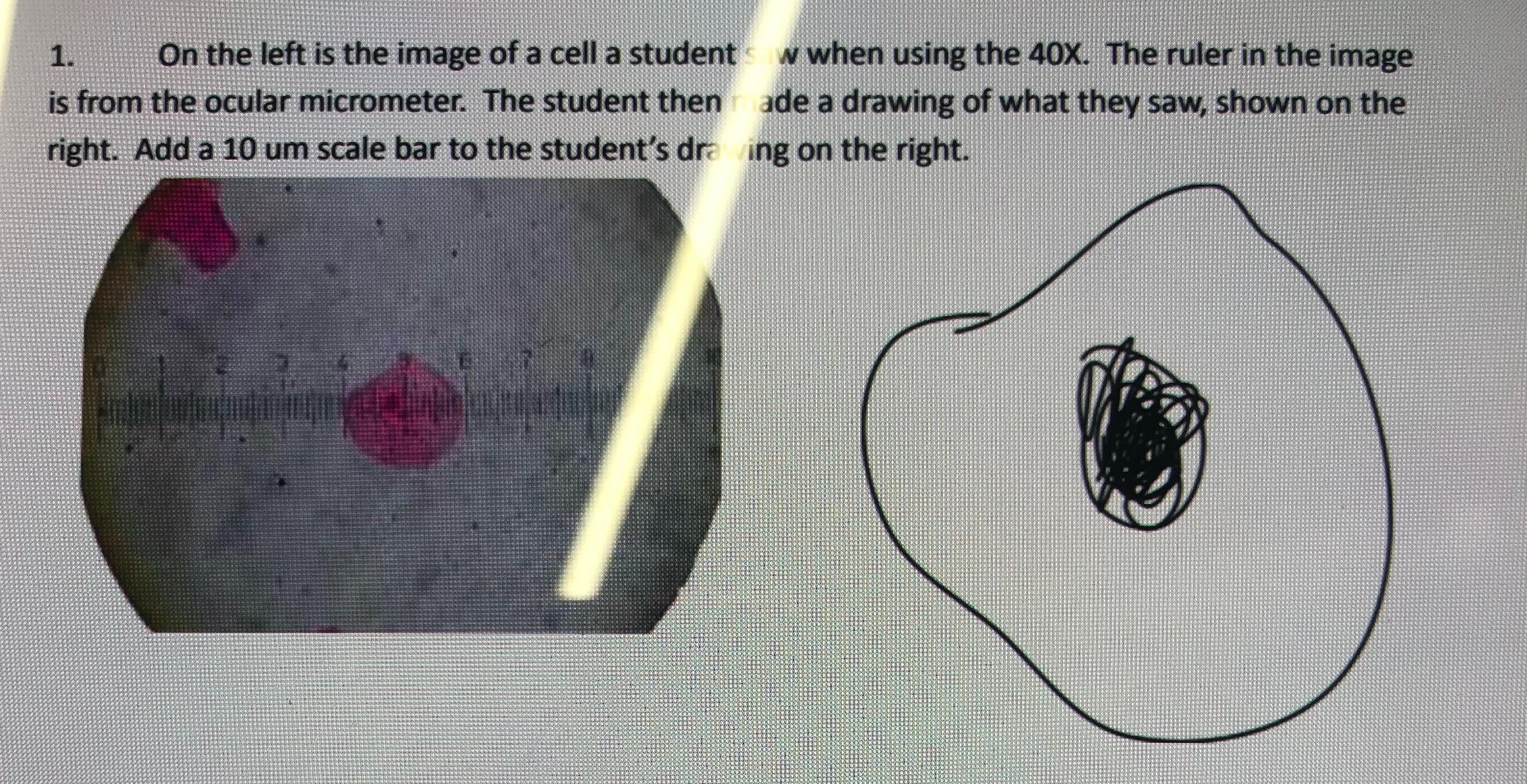 Solved On the left is the image of a cell a student w ﻿when | Chegg.com