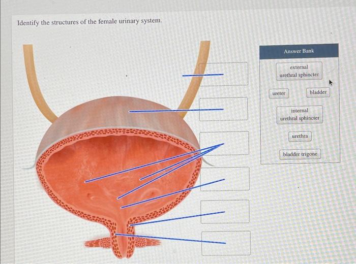 Solved Identify the structures of the female urinary system | Chegg.com