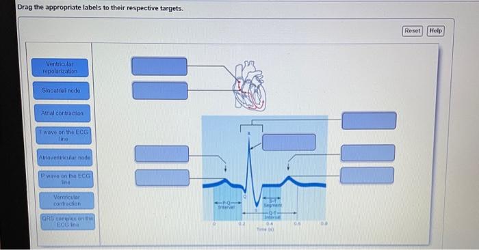 Solved Drag the appropriate labels to their respective | Chegg.com