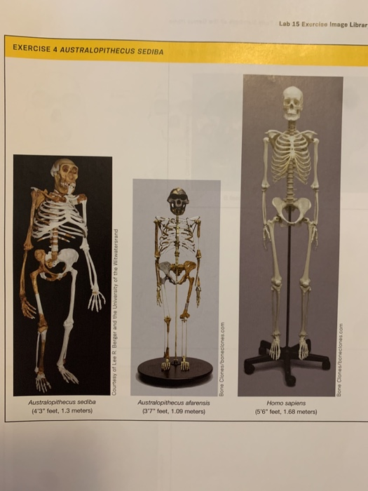 Solved 442 LAB 15 The Australopiths and Early Members of the | Chegg.com