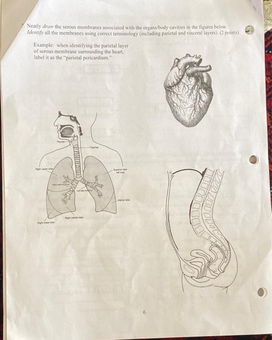 Solved Neatly draw the serous membranes associated with the | Chegg.com