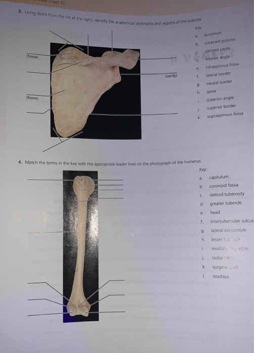 Solved Sheet 10 3. Using items from the list at the right, | Chegg.com