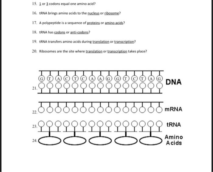 Solved Directions: 1- Fill in the complimentary DNA strand | Chegg.com