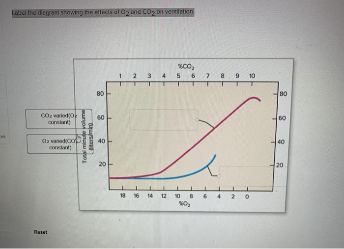 Solved Label the diagram showing the effects of O2 and CO2 | Chegg.com