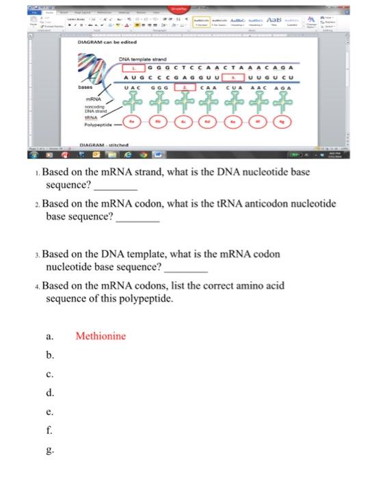Solved 1. Based on the mRNA strand, what is the DNA | Chegg.com