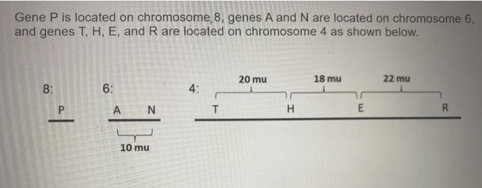 Gene P is located on chromosome 8, genes A and N are | Chegg.com