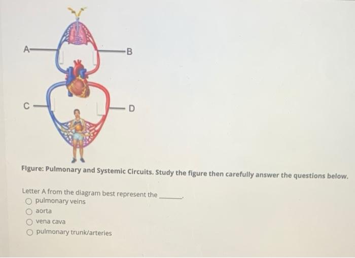 Solved A- 00 D Figure: Pulmonary and Systemic Circuits. | Chegg.com