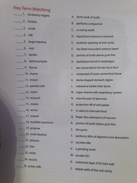 Solved Key Term Matching 1. accessory organs A. forms bulk | Chegg.com
