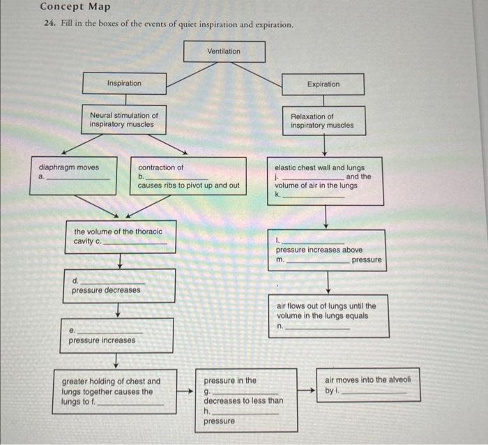 Solved Concept Map 24. Fill in the boxes of the events of | Chegg.com
