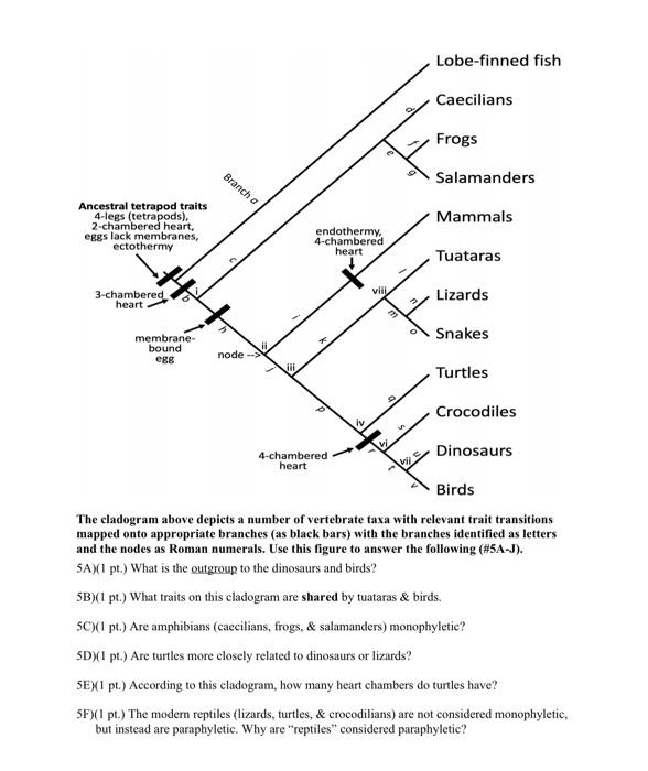 Solved The cladogram above depicts a number of vertebrate | Chegg.com