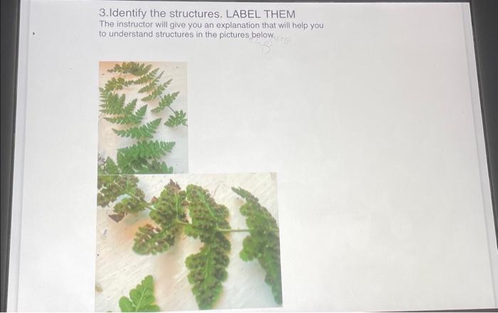 Solved 3.Identify the structures. LABEL THEM The instructor | Chegg.com