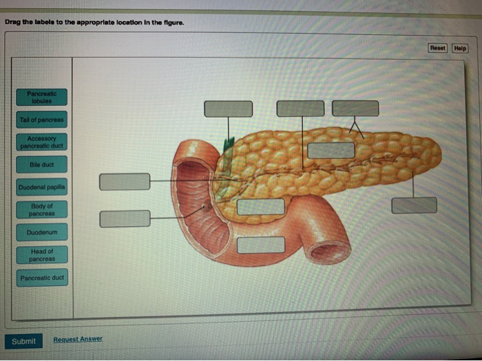 Solved Drag the labels to the appropriate location in the | Chegg.com