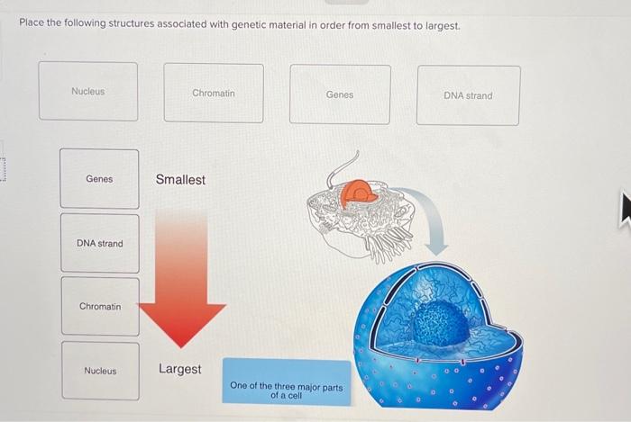 Solved Place The Following Structures Associated With