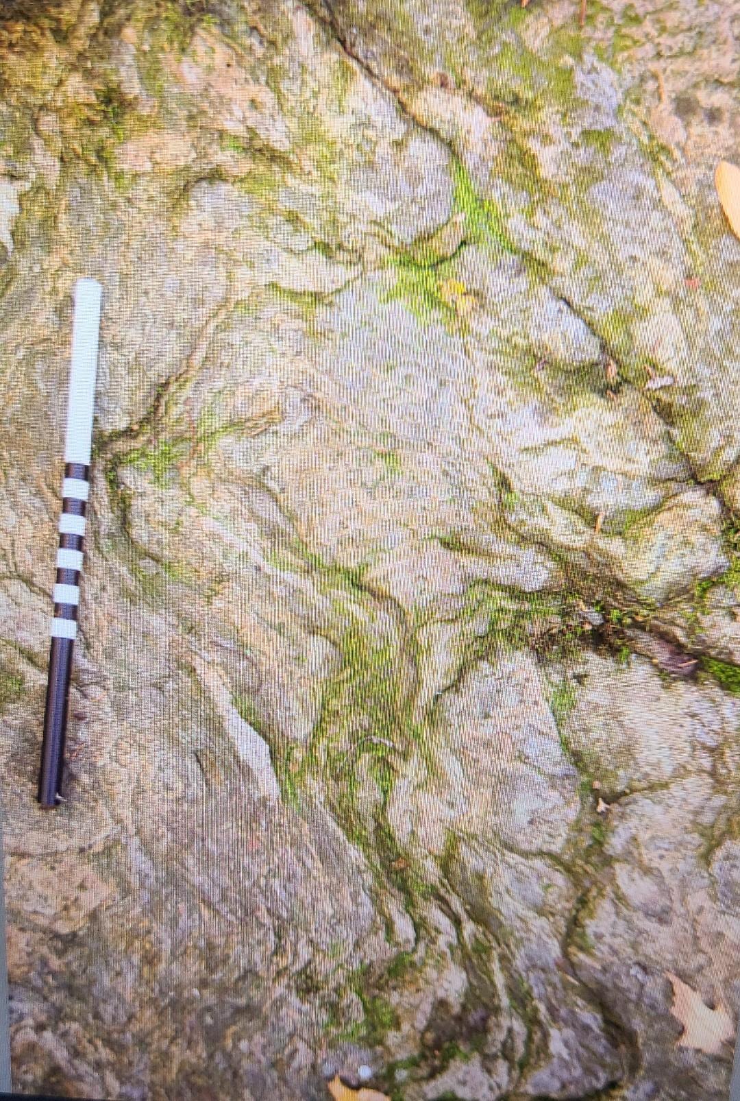 Solved GEO 115 Fieldtrip Name Mount Snow Stop 1 - | Chegg.com