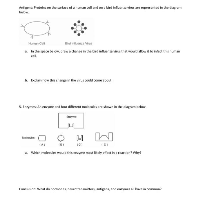Solved Antigens: Proteins on the surface of a human cell and | Chegg.com