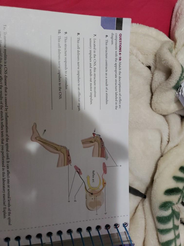Solved QUESTIONS 6-10: Match the descriptions of reflex arc | Chegg.com
