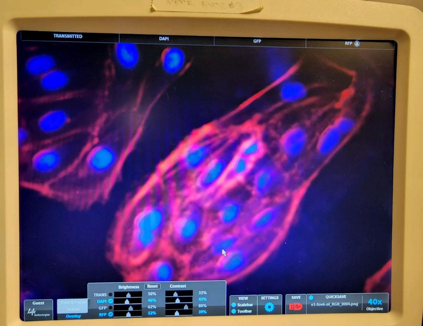 Solved 8 Acquiring Images With Evos Microscope Lab Goal