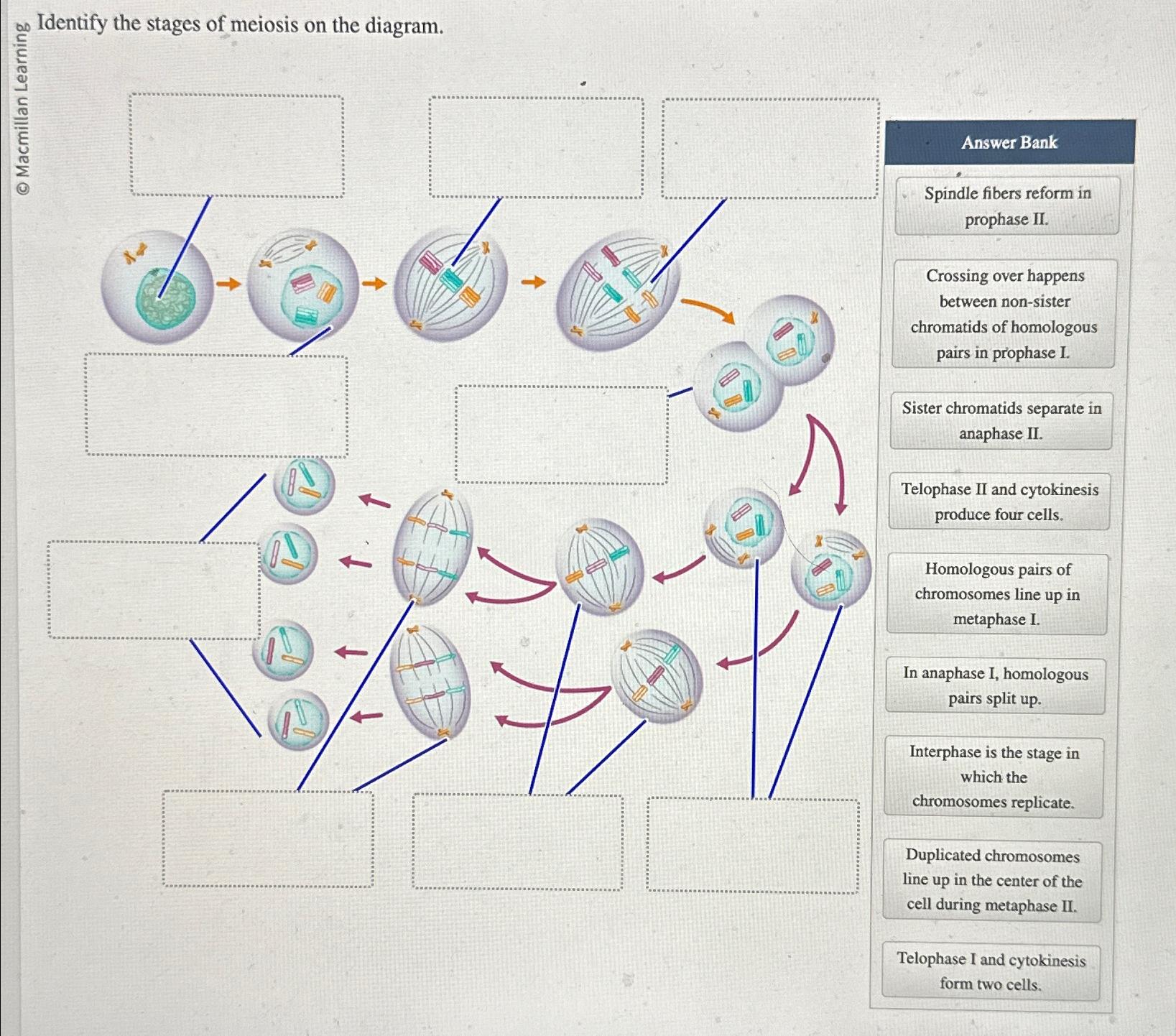 Identify The Stages Of Meiosis On The Diagram Untpikapps Meiosis: