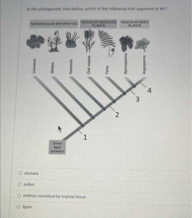 Solved In the phylogenetic tree below, which of the | Chegg.com