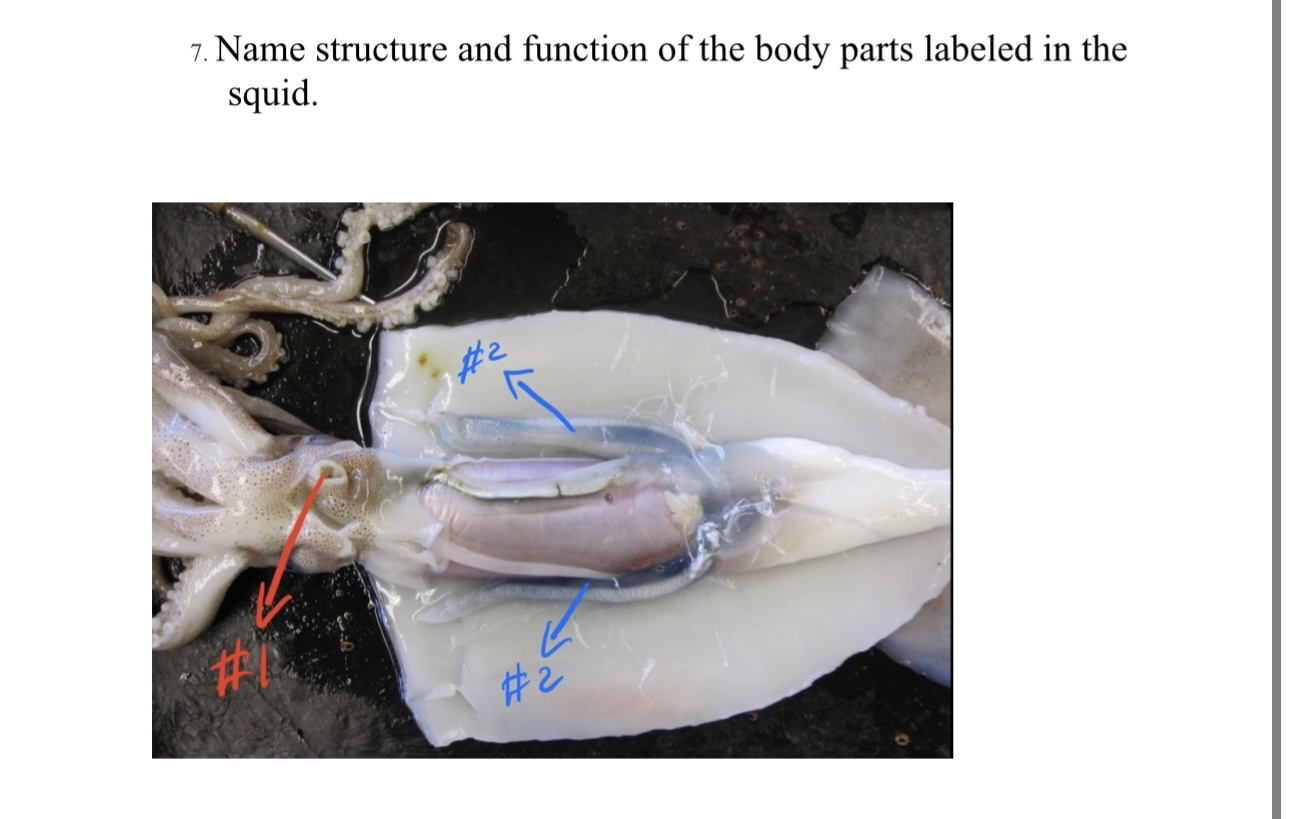 Solved Name structure and function of the body parts labeled | Chegg.com