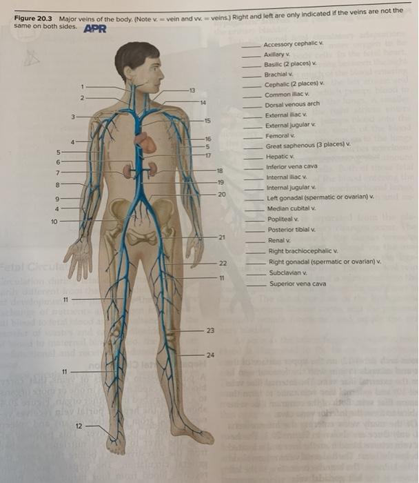 Solved Figure 20.3 Major veins of the body. (Note v = vein | Chegg.com