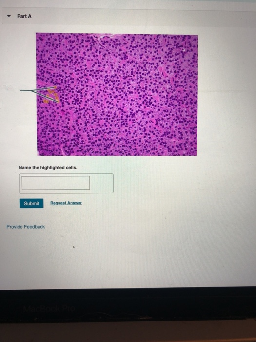 Solved Part A Name the highlighted cells. Submit Request | Chegg.com