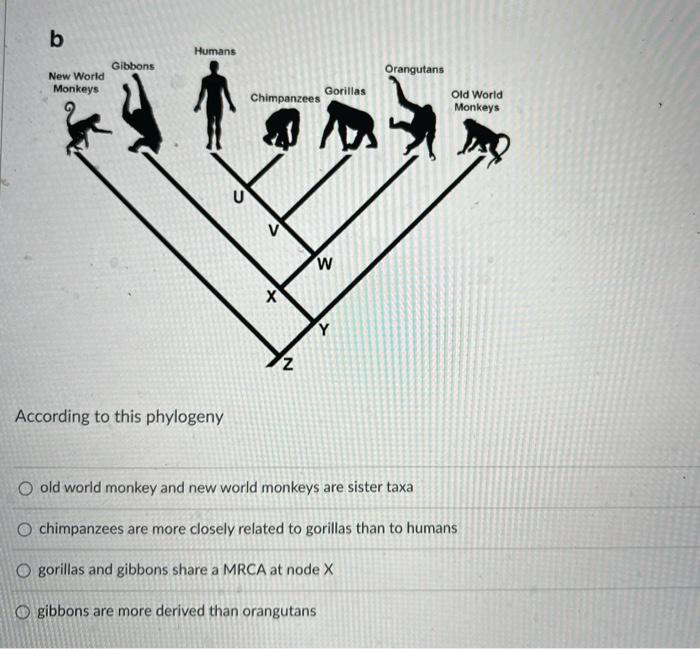 Solved According to this phylogeny old world monkey and new | Chegg.com