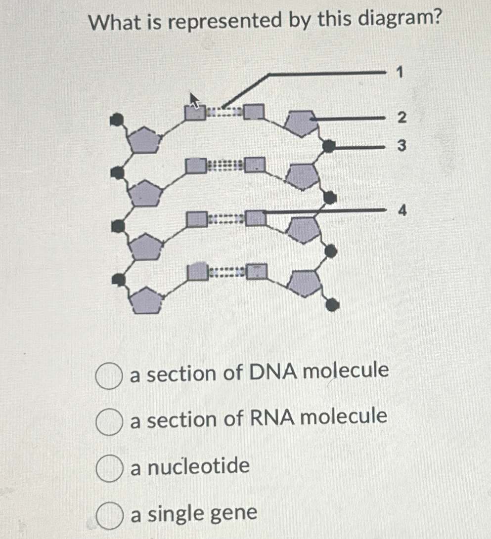 Solved What is represented by this diagram?A) ﻿a section of | Chegg.com