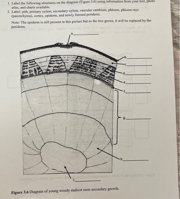 Solved 1. Label the following structures on the diagram | Chegg.com