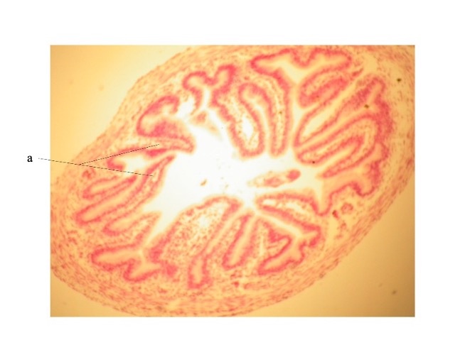 Solved Give the name and function to the structure at | Chegg.com