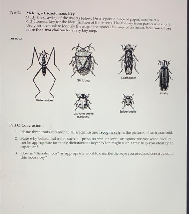 Solved Part B: Making a Dichotomous Key Study the drawing of | Chegg.com