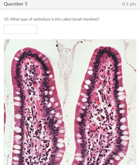 Solved Question 5 0.5 pts 10. What type of epithelium is | Chegg.com