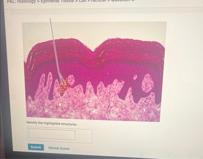 Identify the highlighted structures. | Chegg.com Identify the highlighted structures. | Chegg.com