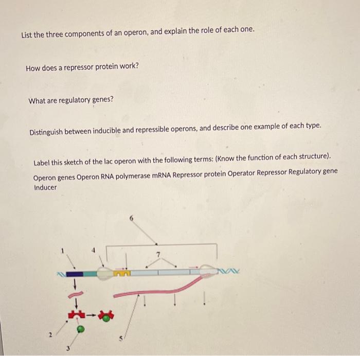 Solved List the three components of an operon, and explain | Chegg.com