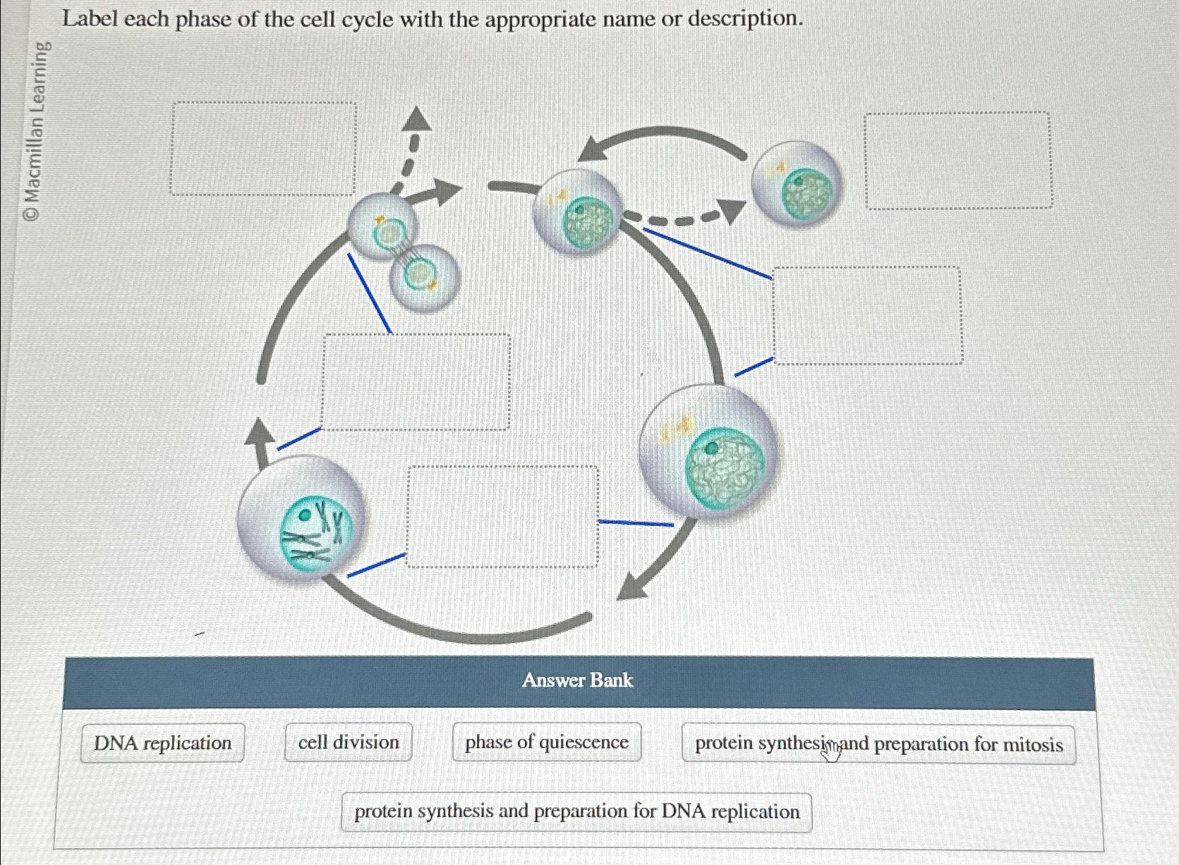 Solved Label each phase of the cell cycle with the | Chegg.com