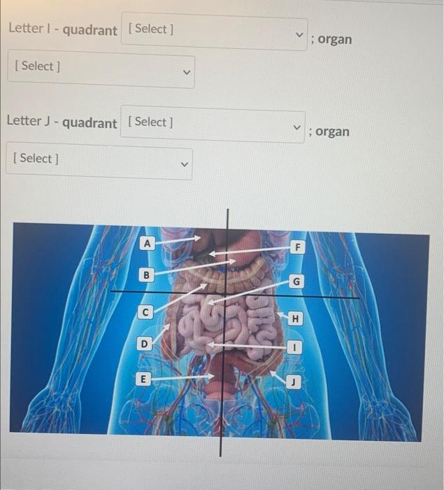 Using the image below, identify each organ and which | Chegg.com Using the image below, identify each organ and which | Chegg.com
