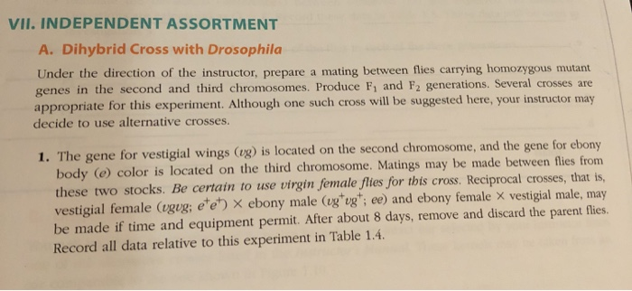 Solved VII. INDEPENDENT ASSORTMENT A. Dihybrid Cross with | Chegg.com
