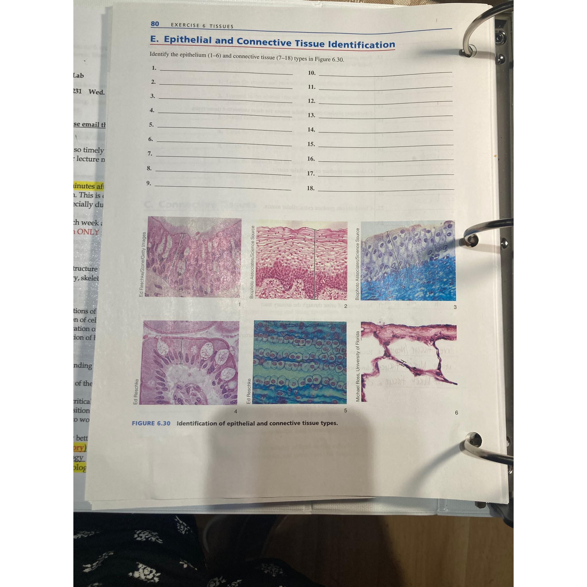 Solved 80EXERCISE 6 ﻿TISSUESE. ﻿Epithelial and Connective | Chegg.com