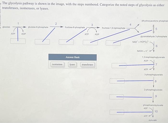 Solved The glycolysis pathway is shown in the image, with | Chegg.com