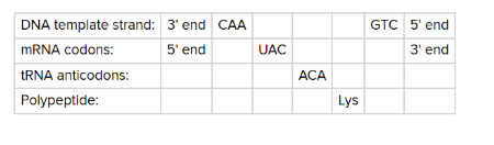 Solved Fill in the needed bases, codon, anticodon, or amino | Chegg.com