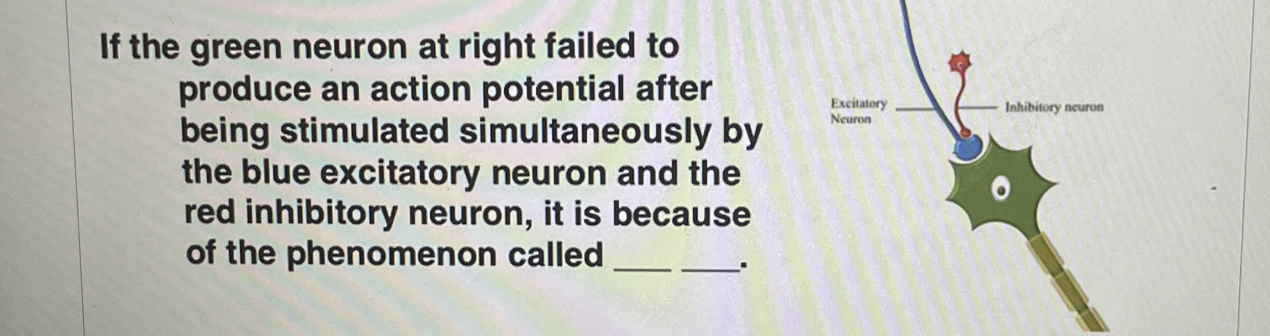 Solved If the green neuron at right failed to produce an | Chegg.com