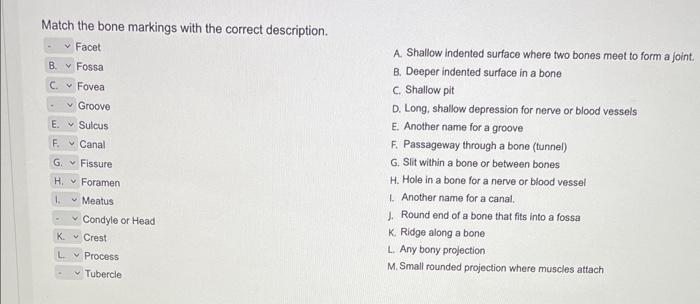 Solved Match the bone markings with the correct description. | Chegg.com