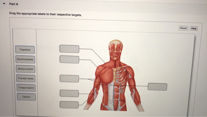 Solved Part A Drag the appropriate labels to their | Chegg.com
